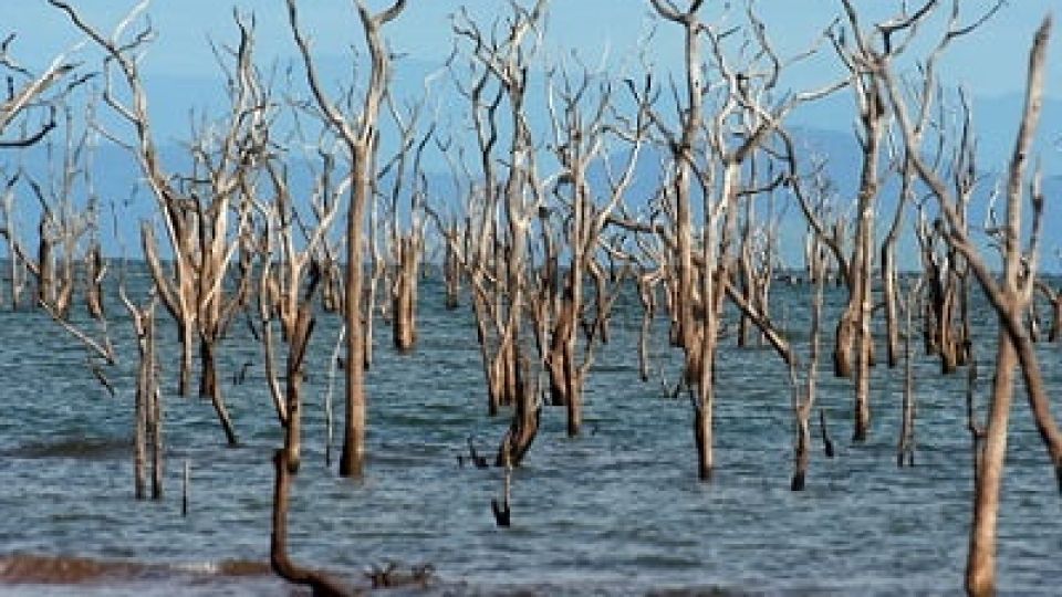 EXCLUSIVE: Tourists flock to see dead trees in Kariba - CAJ News Africa